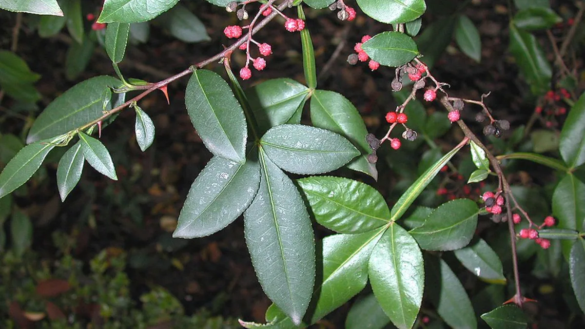 Timur Tree : ఈ చెట్టు ఉపయోగాలు తేలిస్తే ఇది వృక్షమా లేక మంత్రమా అనే ...