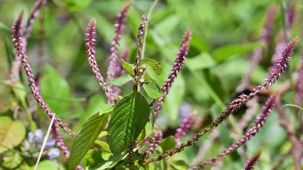 Apamarg Plant: ఈ చెట్టు కర్రతో పళ్లు తోముకుంటే దంతాలు ముత్యాలే ...